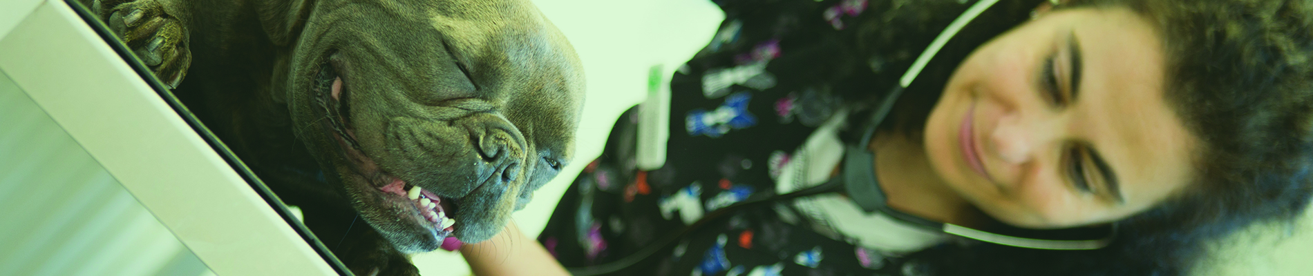 BOAS Grading Clinic - Kent Veterinary Surgeries