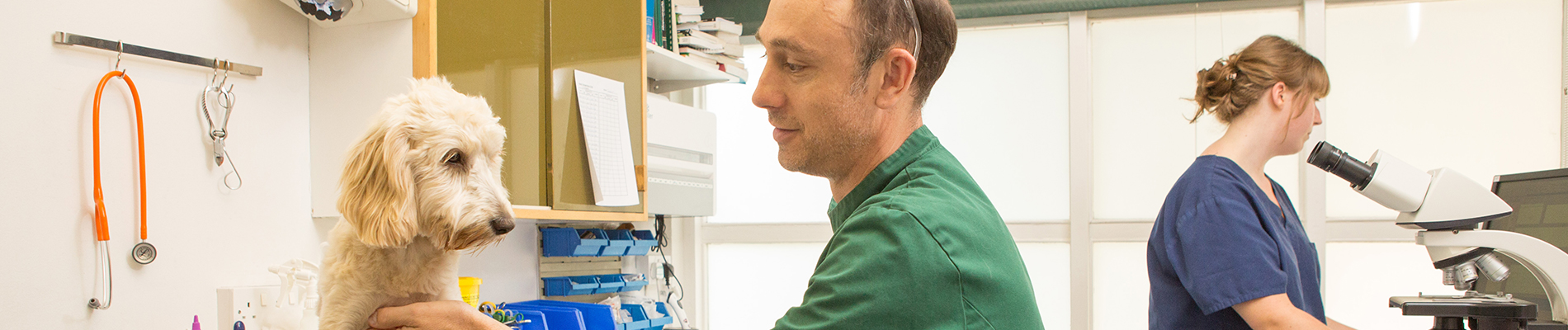 Vet Opportunities - Kent Veterinary Surgeries