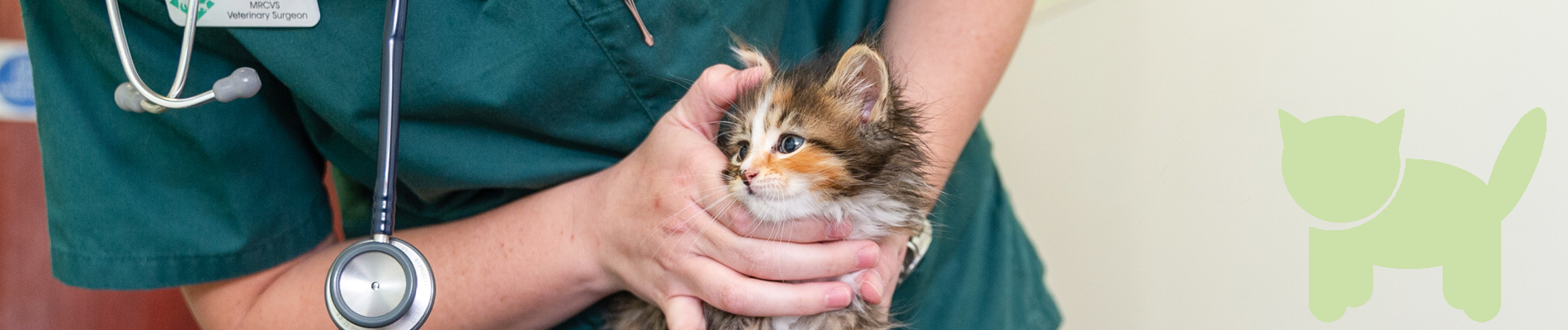 Little VIP Kitten - Kent Veterinary Surgeries
