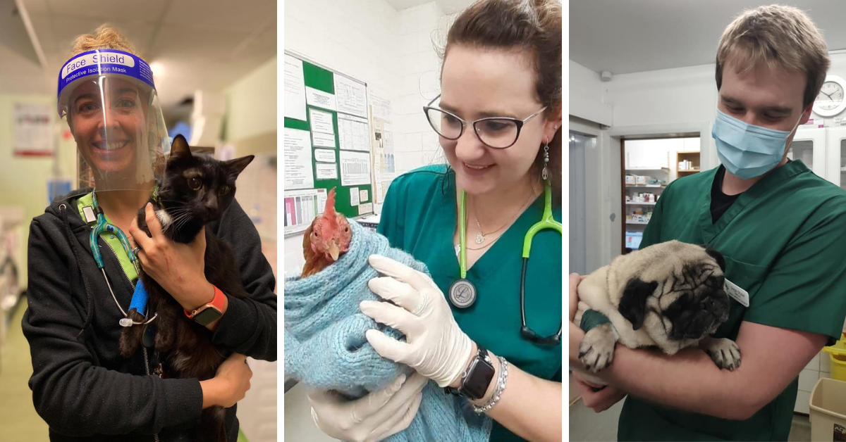 Heart-Warming Winter Stories From Kent Vets - Kent Veterinary Surgeries