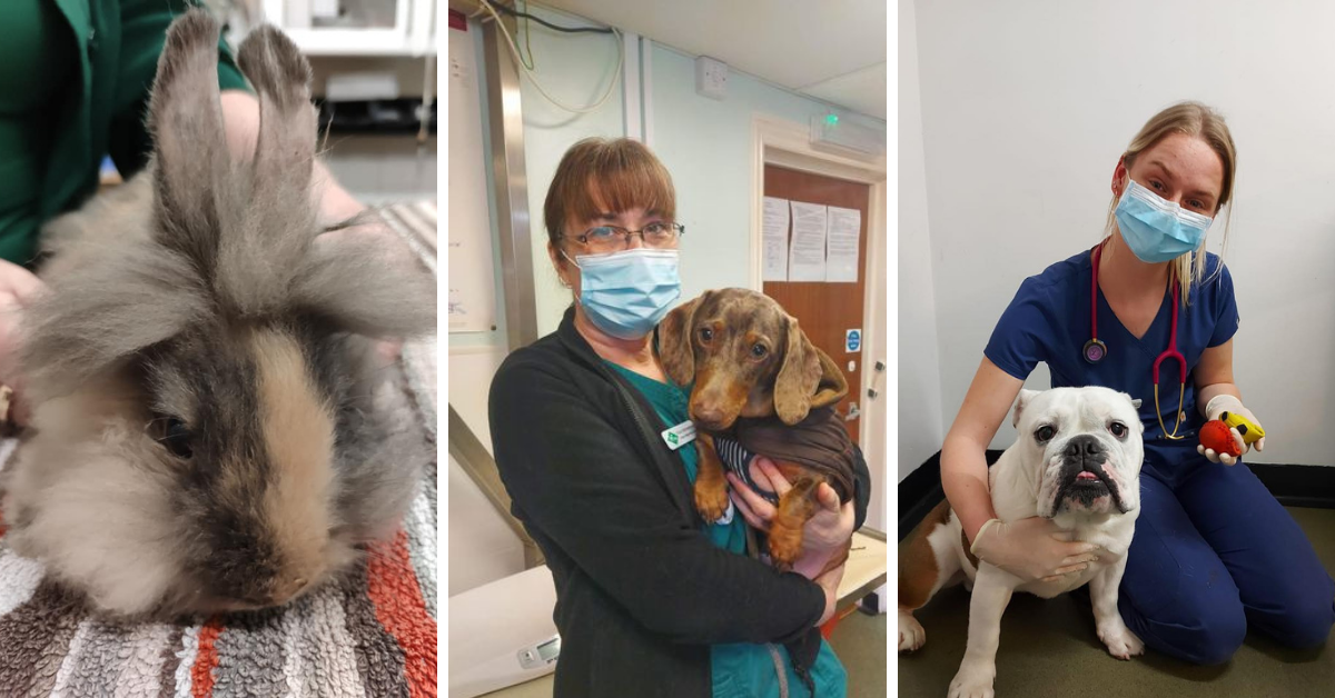 3 Fascinating Emergency Cases At Our Kent Vets - Kent Veterinary Surgeries